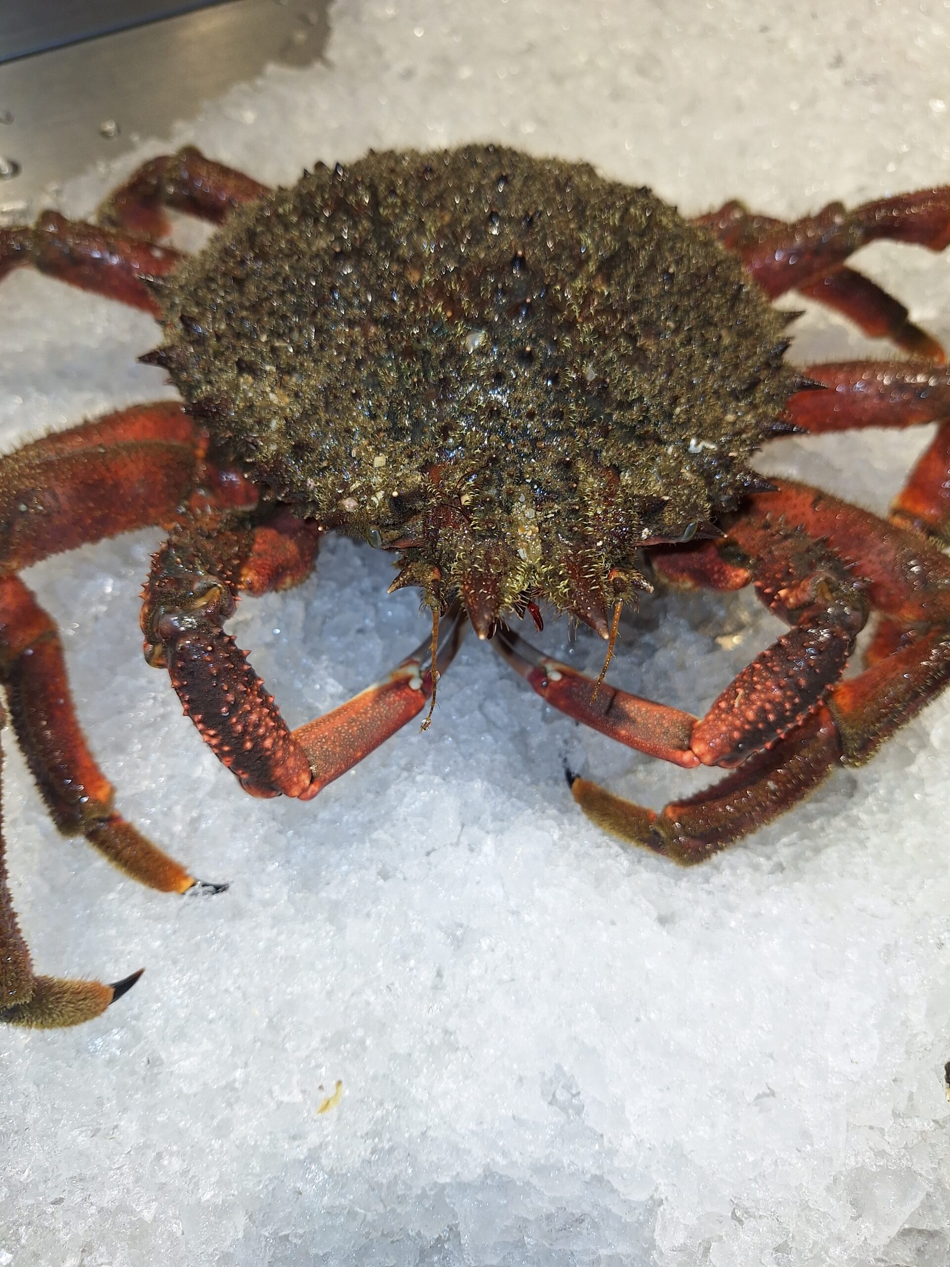 CENTOLLO/A DE LA RIA - Mariscos Ribadeo